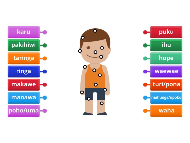 Ngā wāhanga o te tinana - Labelled diagram