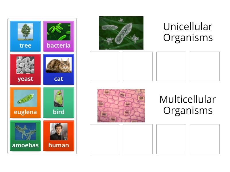 Unicellular and Multicellular (examples) - Group sort