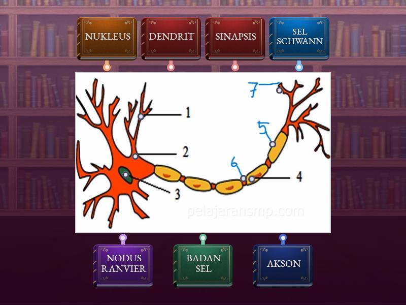 BAGIAN-BAGIAN SARAF - Labelled diagram