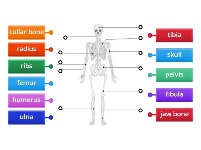 skeleton - Labelled diagram
