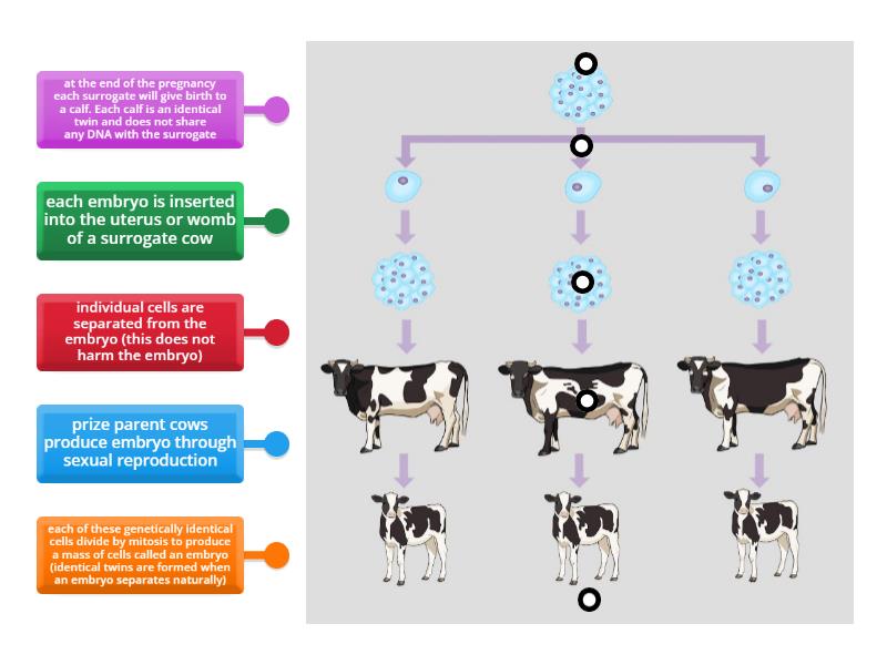 Week 22 SCI Embryo cloning - Labelled diagram