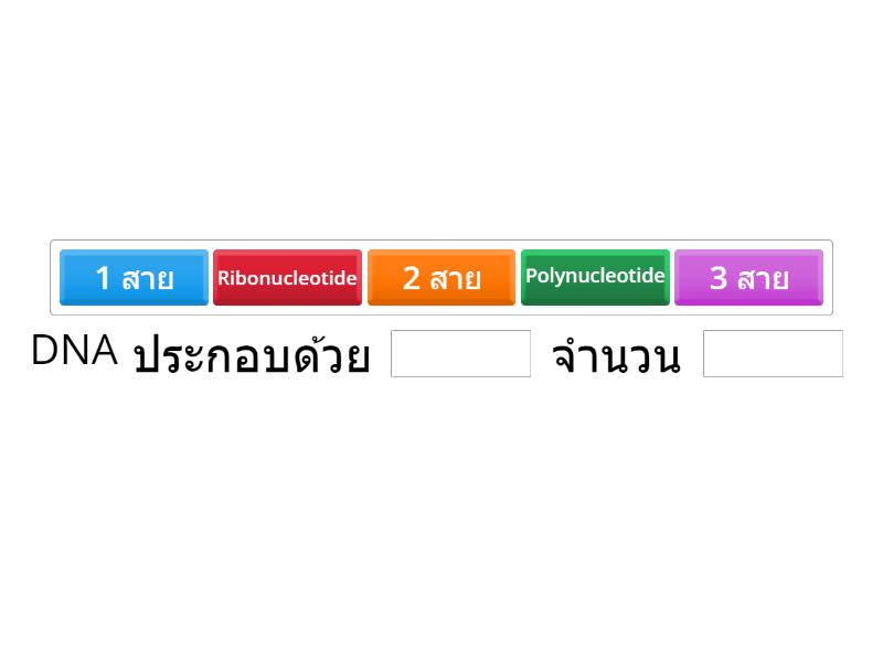 DNA structure - Complete the sentence