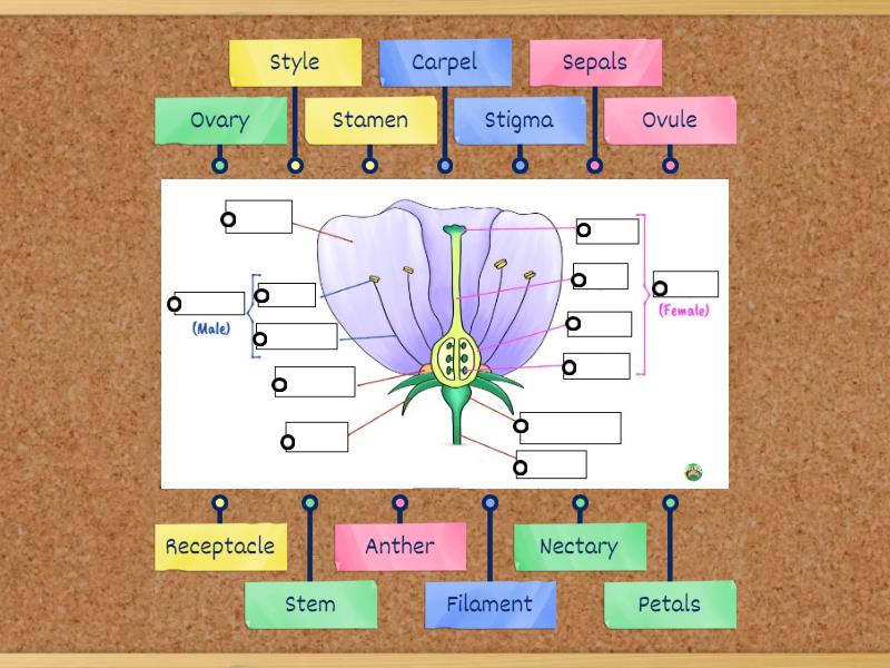 Flower Structure (insect pollinated) - Labelled diagram