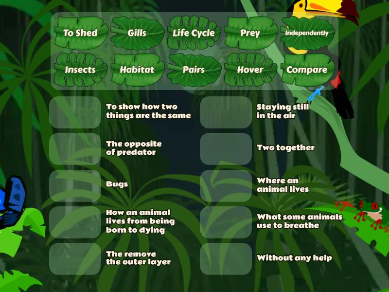 Dragonflies - RAZ Kids - Match up