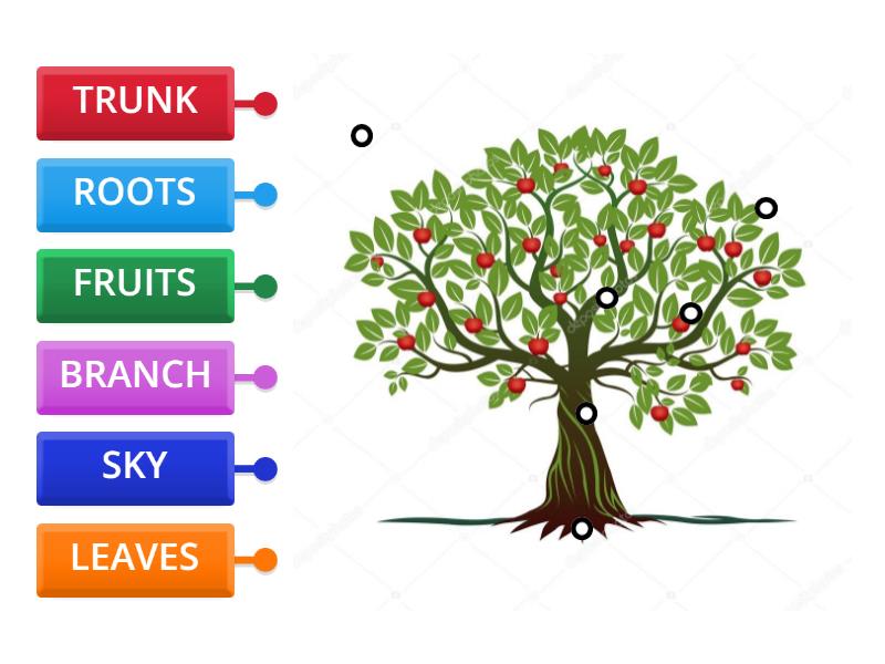 PARTS OF A TREE - Labelled diagram