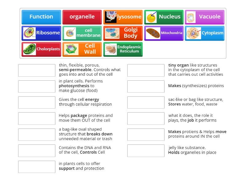 Cell Organelles w/picuture - Match up