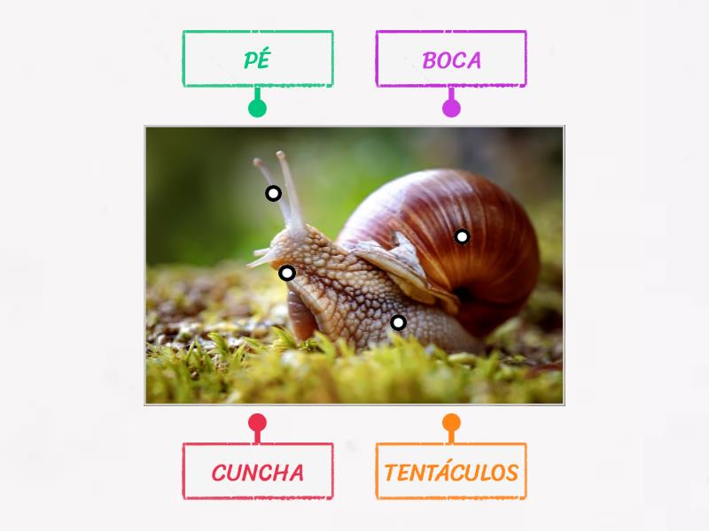 Caracol - as partes do caracol - diagrama - Labelled diagram