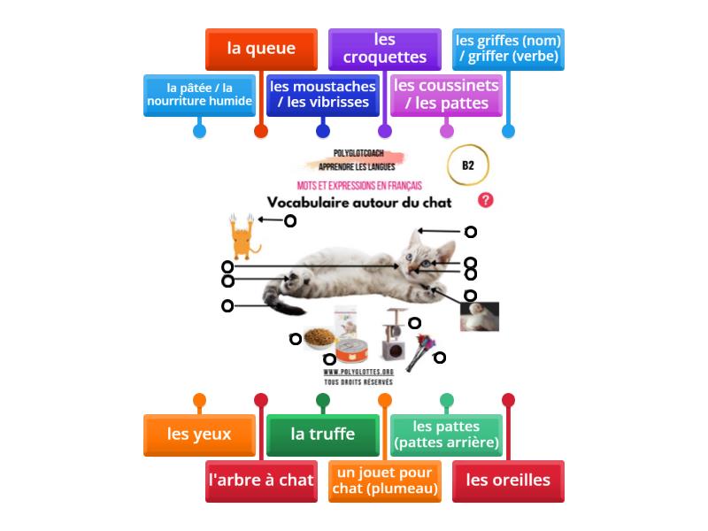 Vocabulaire autour de chat - Diagrama con etiquetas