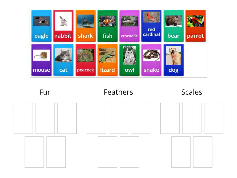 Animal Coverings Sort - Group sort