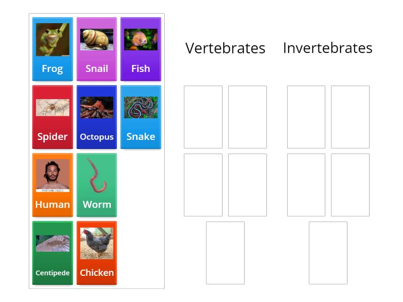Vertebrates and Invertebrates - Group sort