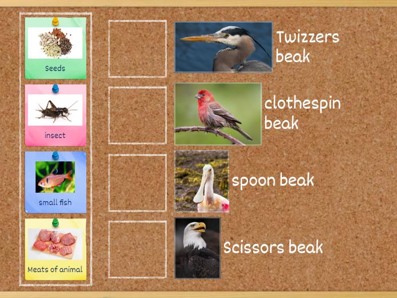 Beaks - Match up