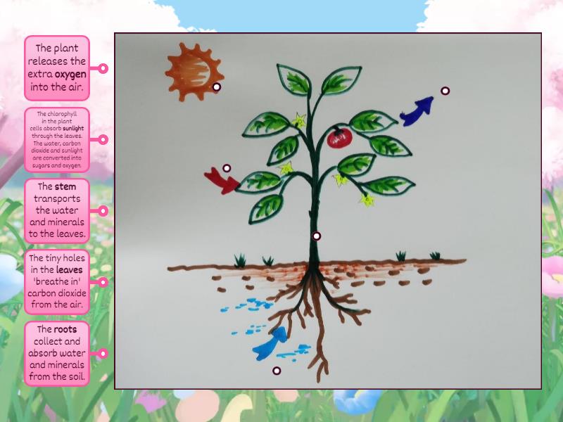 Photosynthesis third grade - Labelled diagram