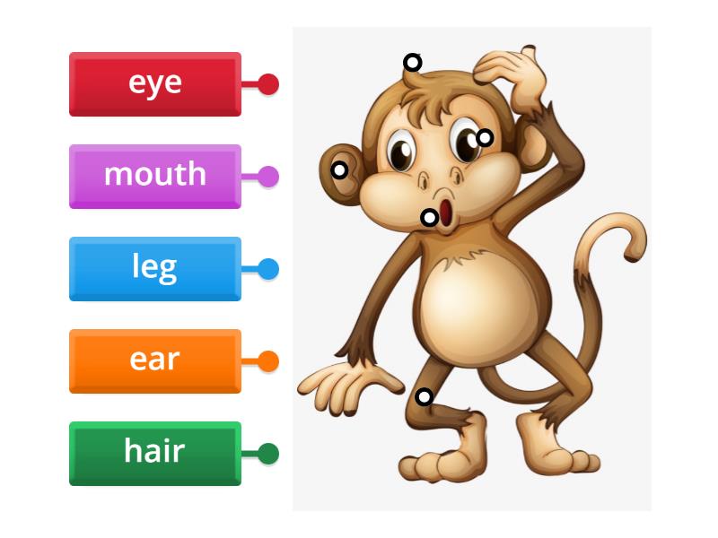 Monkey's body - Labelled diagram