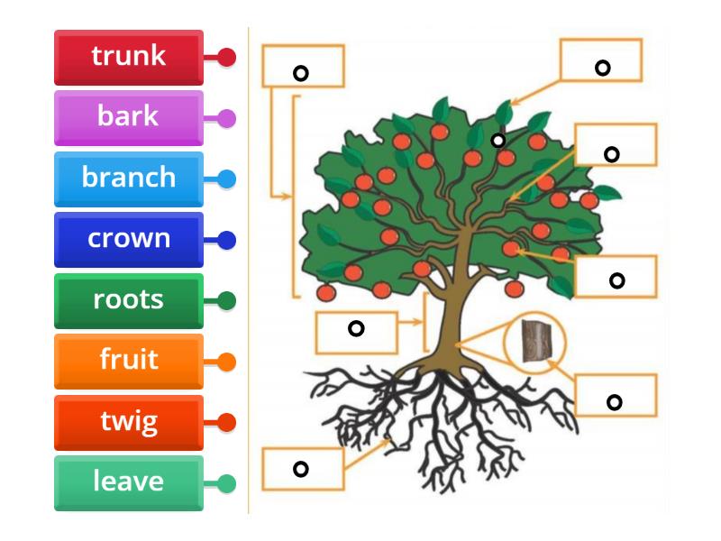 Elements of a tree - Labelled diagram