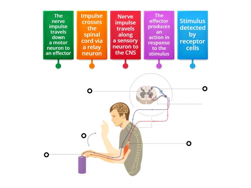 The Reflex Arc Diagram - Labelled diagram