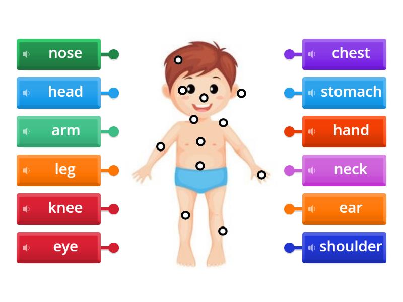 Body Parts 2 - Labelled diagram