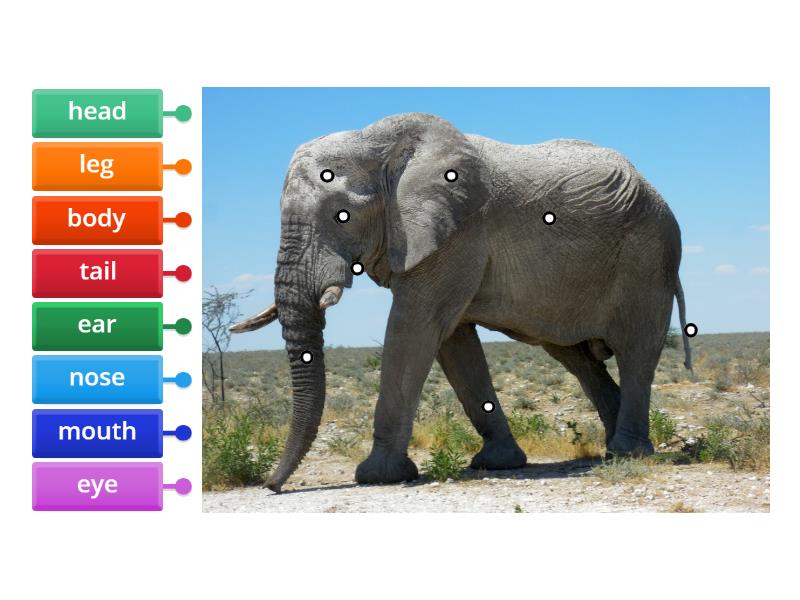 Animal/parts of the body - Labelled diagram