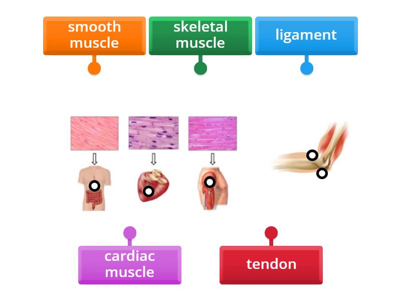 Musculoskeletal - Labelled diagram