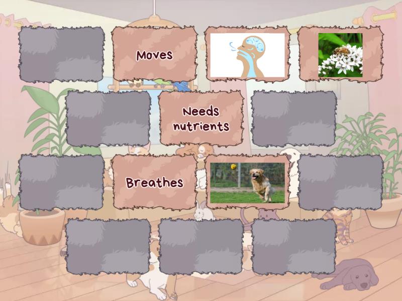 Characteristics of living things - Matching pairs