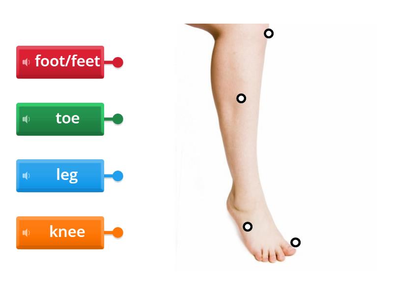Leg - Labelled diagram