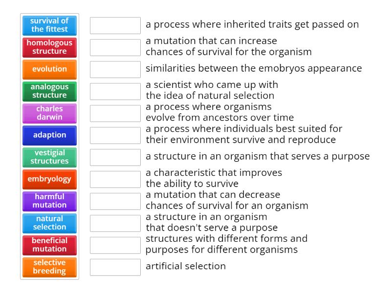 Evolution - Match up