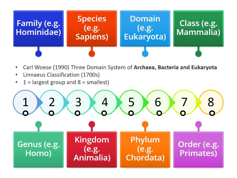Classification (Linnaeus and Woese with human example) - Labelled diagram