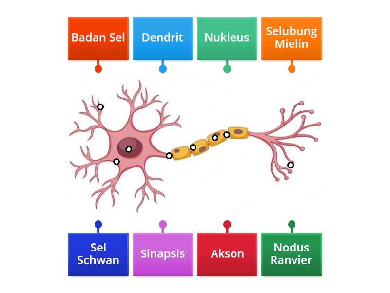 Struktur Neuron - Labelled diagram