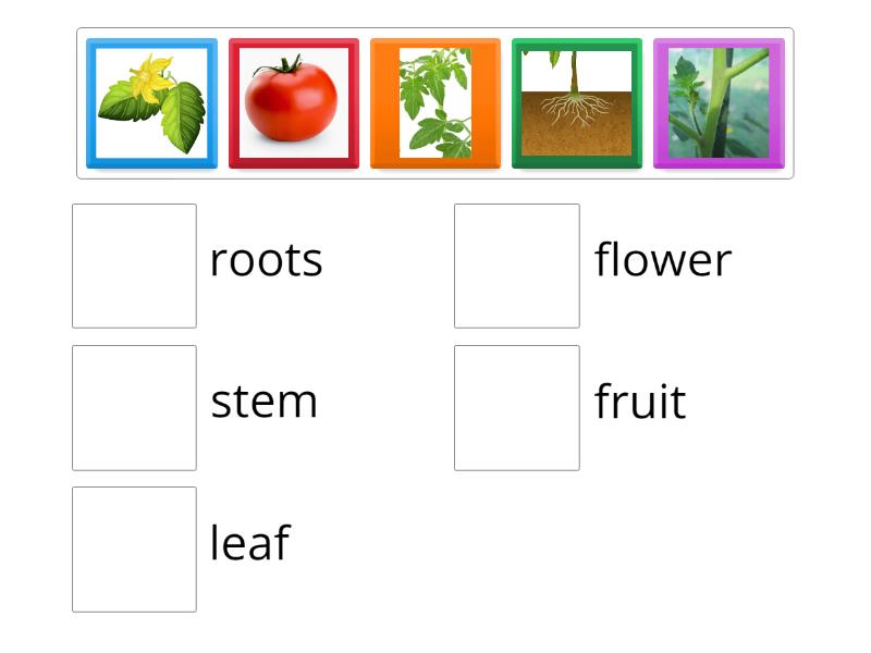 PARTS OF A PLANT - Match up