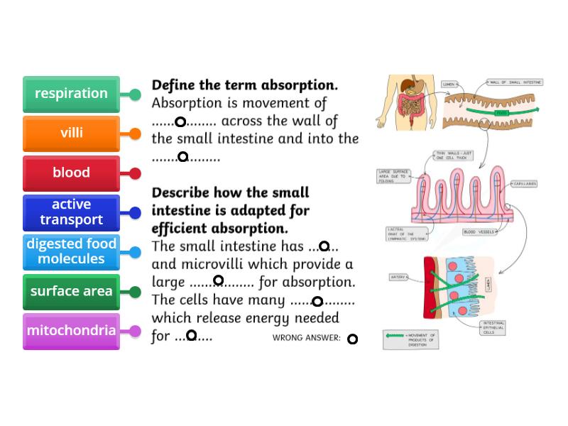 Absorption in the small intestine - Labelled diagram