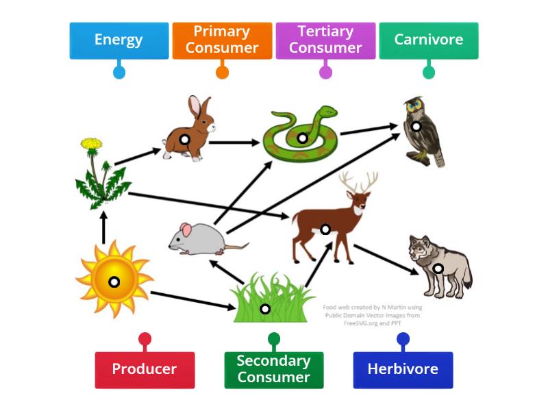 Food Web labeling - Labelled diagram