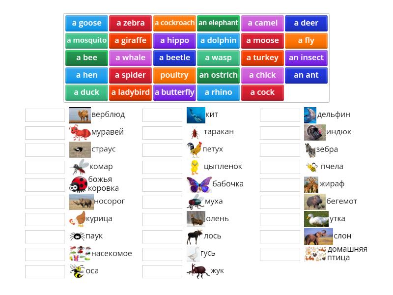 Sasha's animals - Сопоставить