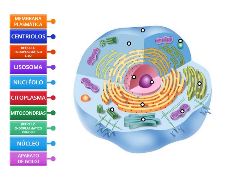 ESTRUCTURA CELULAR - Diagrama con etiquetas