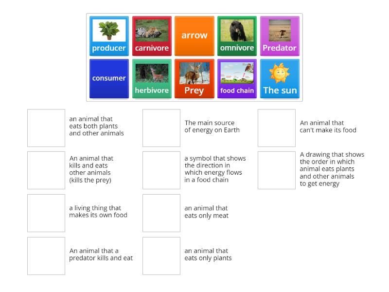 Food Chain Vocabulary-Grade 3 - Match up