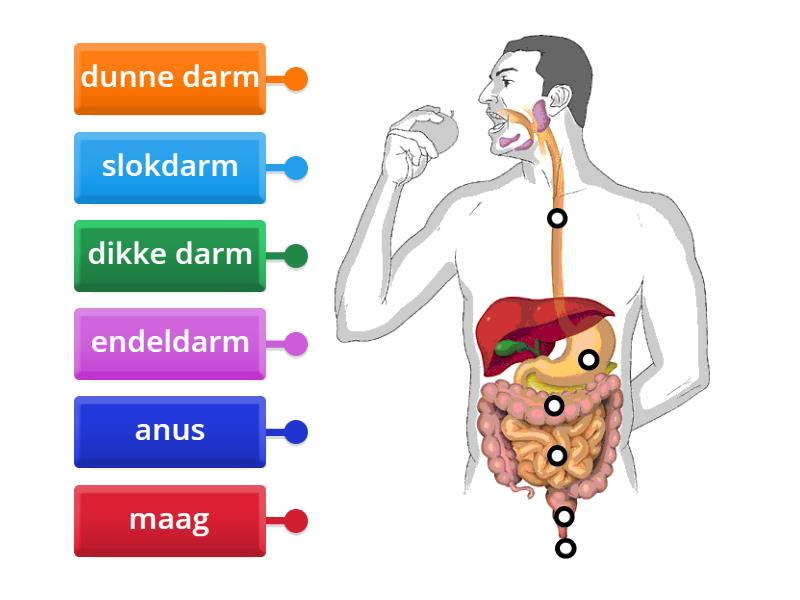 Spijsvertering - Labelled diagram