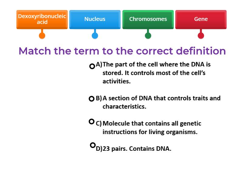 Genetics Vocab - Labelled diagram
