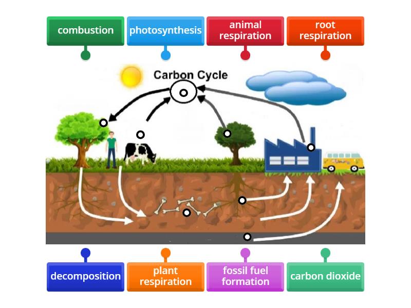 Carbon Cycle Diagram - Labelled diagram