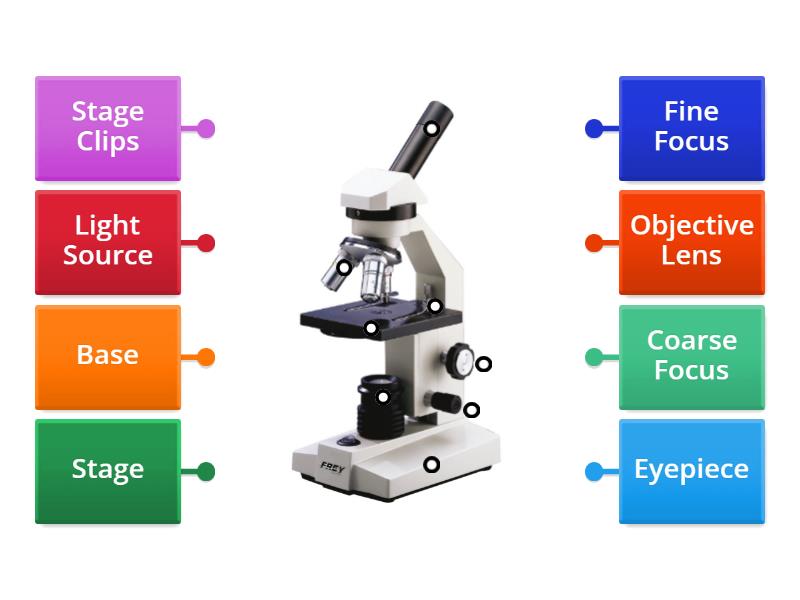 FFynone house- Y7 Light Microscope labelling - Labelled diagram