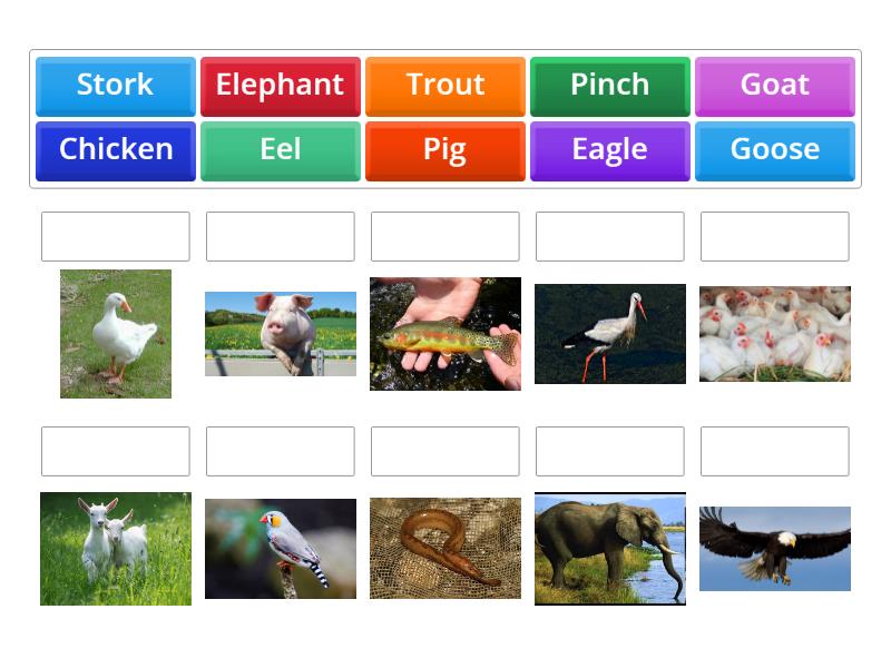 Animals Around Us - Match up