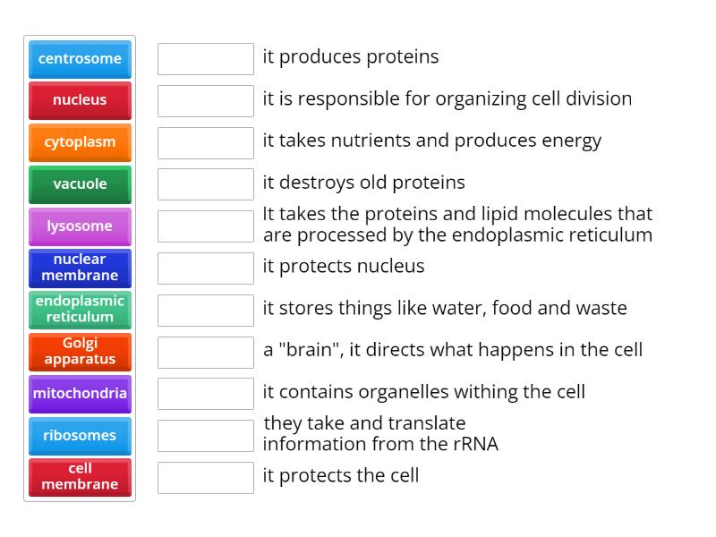 Cells (functions) - Match up