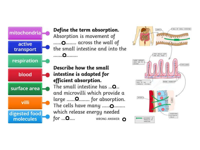 Absorption in the small intestine - Labelled diagram