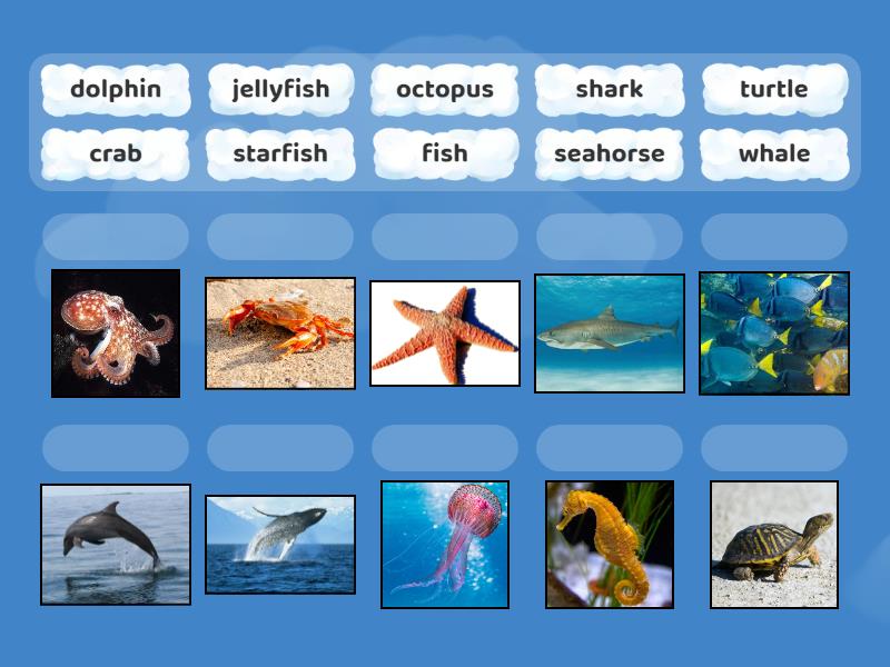 Sea creatures - Match up
