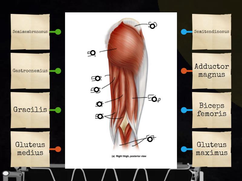 Pos right thigh muscles - Labelled diagram