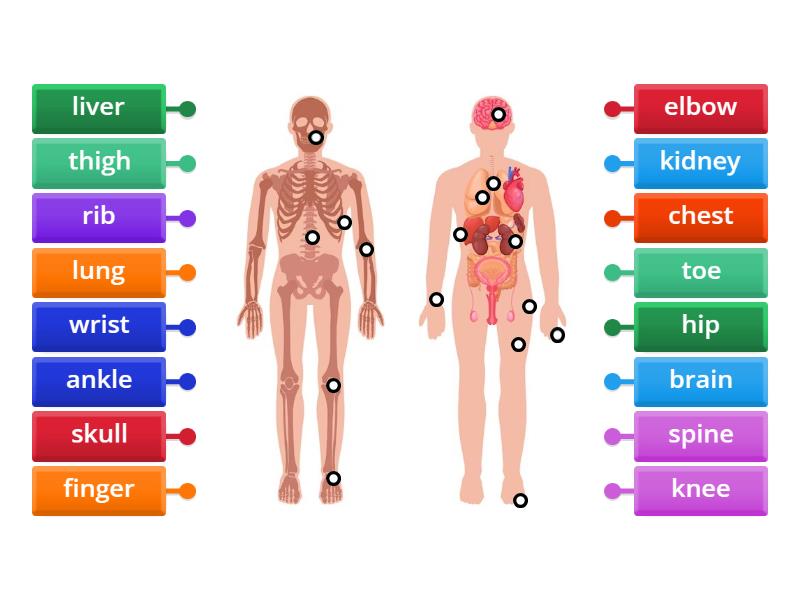 Outcomes Upper U12 Parts of body - Labelled diagram