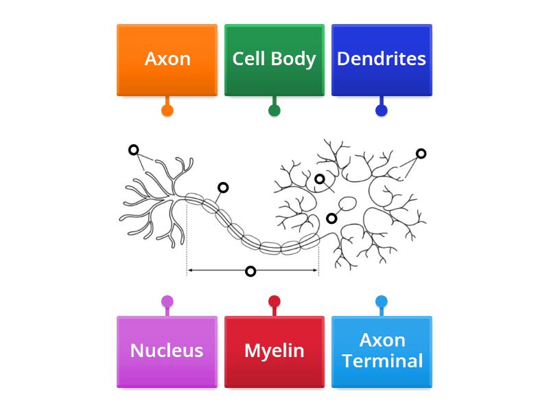 Neuron Diagram - Labelled diagram