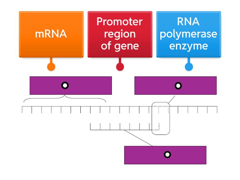 Gene transcription - Labelled diagram