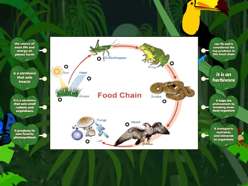 Food Chain Labeled Diagram - Labelled diagram