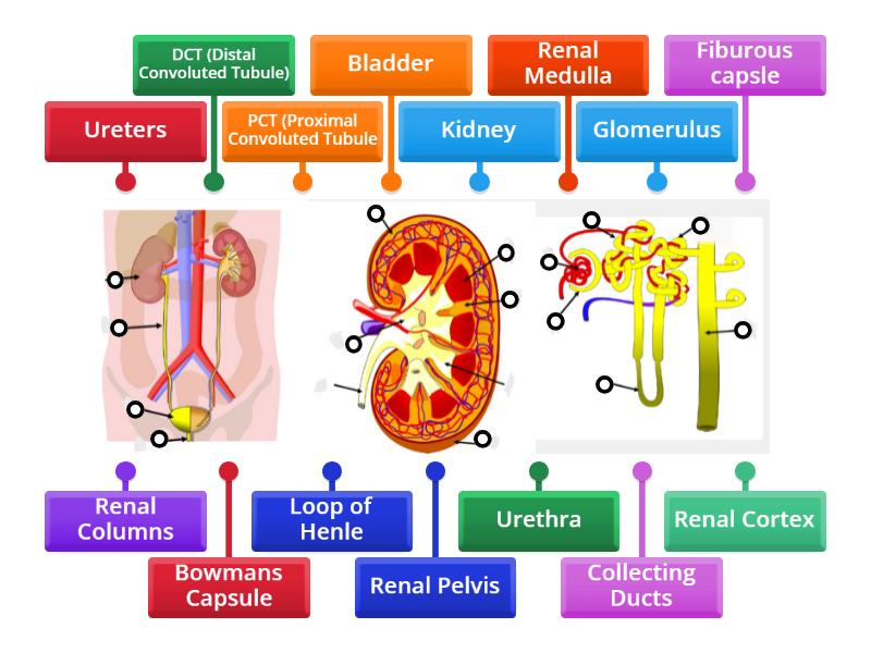 Urinary System Diagram Labelled Diagram