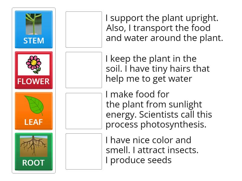 PLANTS - Match up