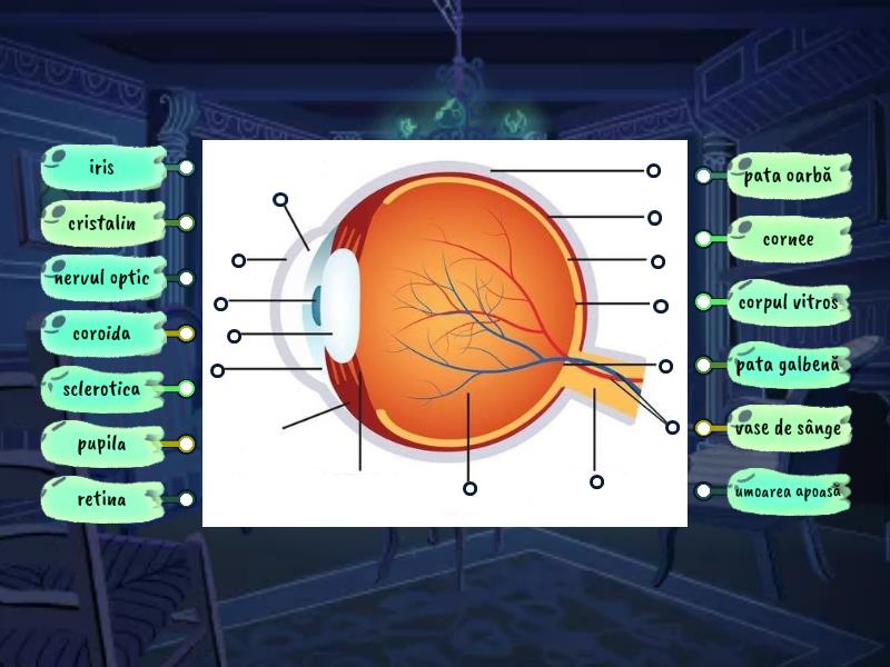 Ochiul - Labelled diagram