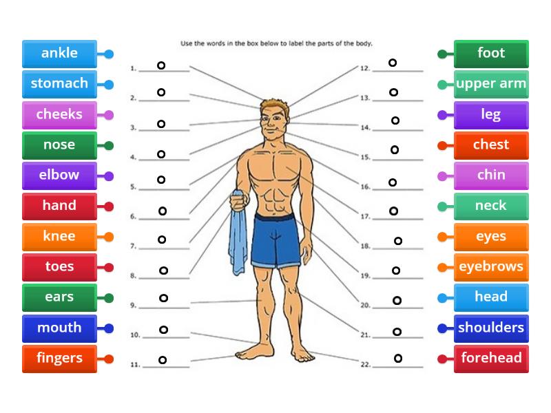 A1+ A2 - Body parts - Labelled diagram